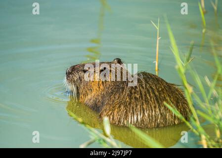 The nutria, also known as the coypu, is a large, herbivorous ...