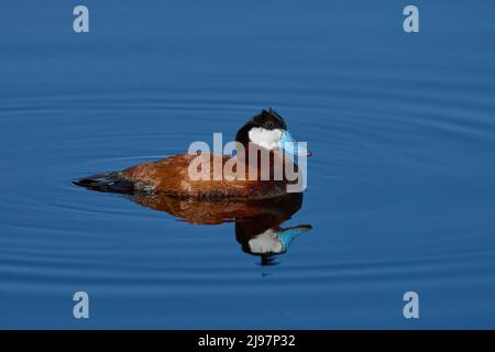 Ruddy Duck (Oxyura jamaicensis) Plumas County California USA Stock ...