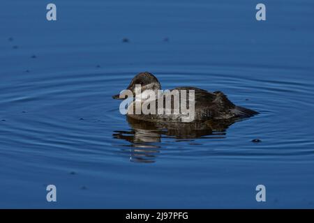 Ruddy Duck (Oxyura jamaicensis) Plumas County California USA Stock ...