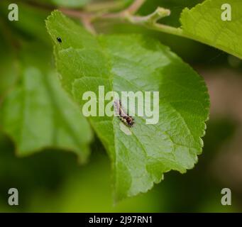 Aglaope infausta caterpillar lavae on a greengage leaf Stock Photo - Alamy