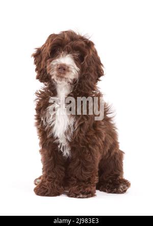 Labradoodle Dog aged 13 weeks Stock Photo - Alamy