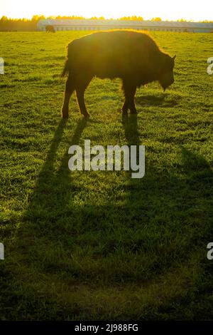 Bison Grazing on a Farm in Summer Stock Photo - Alamy
