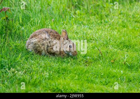 A wild rabbit sits in bright green grass in South Seattle, Washington ...