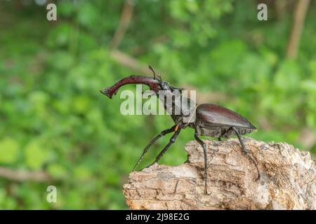 Male lucane skite (Lucanus cervus) on dead wood in forest. Alsace ...