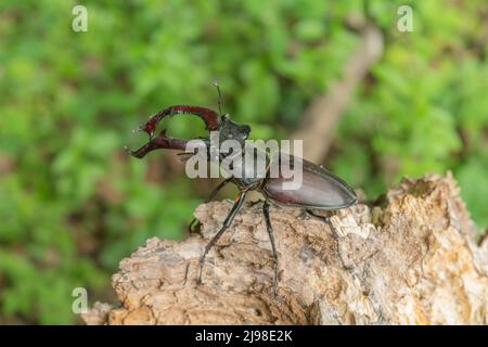 Male lucane skite (Lucanus cervus) on dead wood in forest. Alsace ...