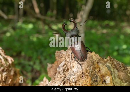 Male lucane skite (Lucanus cervus) on dead wood in forest. Alsace ...