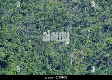 View of Amazonian forest that forms a natural forest texture seen from ...