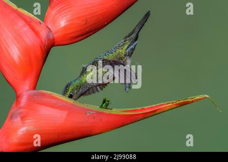 Blue-vented Hummingbird - Saucerottia hoffmanni, beautiful colored ...
