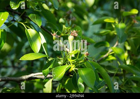 Small ovaries of pear on tree branch. Pear branch with young fruits ...