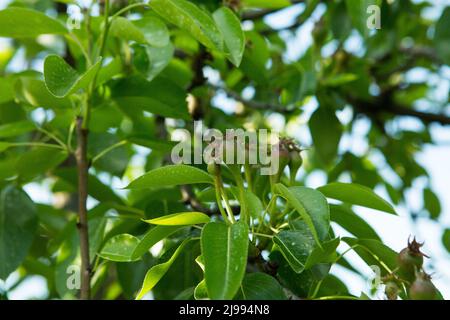 Small ovaries of pear on tree branch. Pear branch with young fruits ...