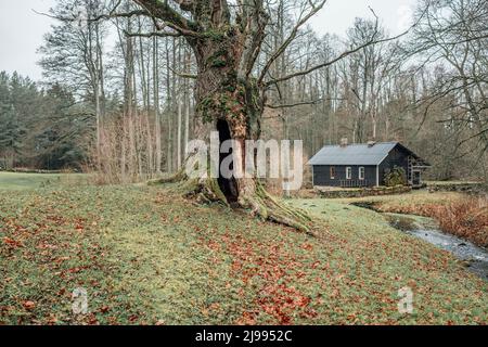 A sacred oak tree near Tallinn is revered in modern paganism in Estonia ...