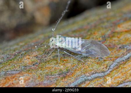 Common Barklice Insect of the Family Psocidae Stock Photo - Alamy
