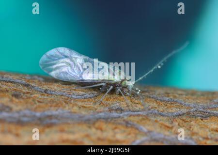 Common Barklice Insect of the Family Psocidae Stock Photo - Alamy