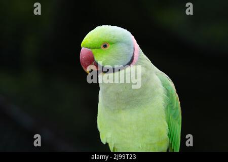 Rose ring necked parrot (Psittacula kramer) of India Stock Photo - Alamy