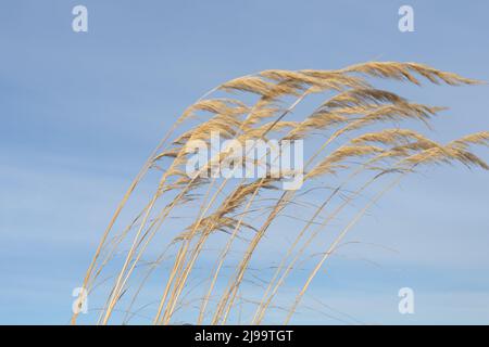 Toe toe or pampas grass seed-heads blowing in breeze against blue sky ...