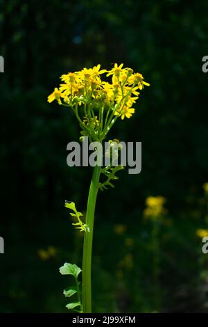 Butterweed (Packera glabella) plant with yellow flowers with dark ...