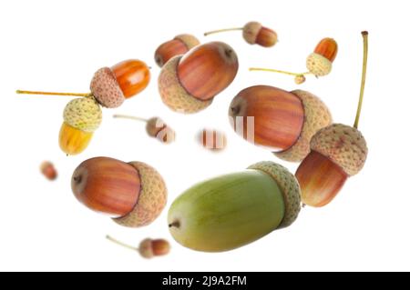 Many flying acorns on white background Stock Photo - Alamy