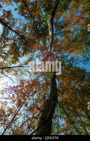 Maple trees in Ban Viet Lake, Cao Bang, Vietnam in autumn Stock Photo ...