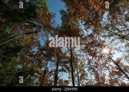 Ban Viet Lake in Cao Bang with red maple trees in autumn Stock Photo ...