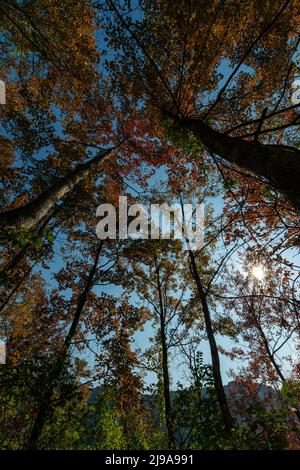 Maple trees in Ban Viet Lake, Cao Bang, Vietnam in autumn Stock Photo ...