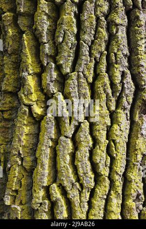 Close up view of rough tree bark with natural wood texture, soft blur ...