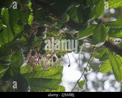 Davidson's Plum tree with unripe still green fruit and green leaves ...
