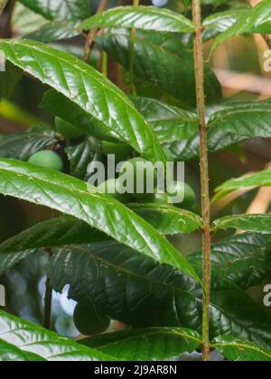 Davidson's Plum tree with unripe still green fruit and green leaves ...
