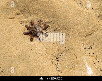Carpet Sea Star (Patiriella calcar) and Seaweeds, Adventure Bay, Bruny ...