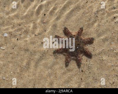 Carpet Sea Star (Patiriella calcar) and Seaweeds, Adventure Bay, Bruny ...