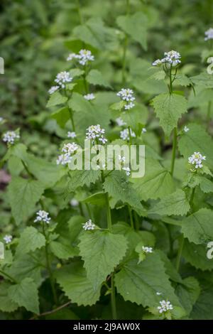Garlic mustard (latin name: Alliaria officinalis) in forest Kosutnjak ...