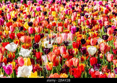 Field with assorted colors tulips. Colorful spring fresh dutch tulips ...