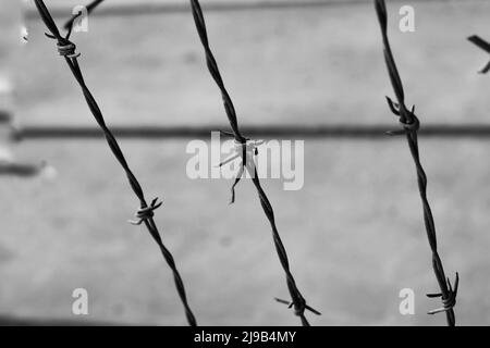 Barbed wire fence protecting something important in black and white ...