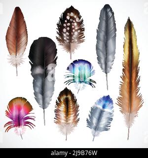 Colorful bird feather. Realistic feathers, isolated boho color elements ...