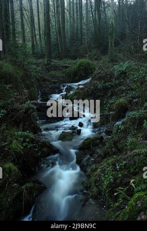 Tributary of the Afon Rhiwddolion Stock Photo - Alamy