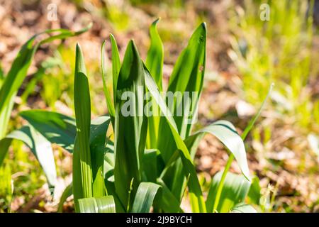 Schaan, Liechtenstein, April 4, 2022 Fresh green ivy leafs in a forest ...
