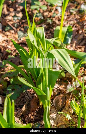 Schaan, Liechtenstein, April 4, 2022 Fresh growing leafs in a forest in ...