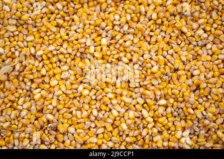 The bright orange corn kernels are simply stunning Stock Photo - Alamy