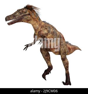 Austroraptor was a carnivorous theropod dinosaur that lived in ...