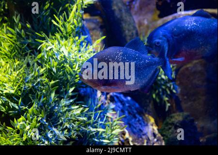 Sea aquarium with salt water and differenet colorful coral reef fish ...