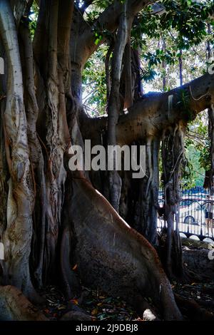 Palermo center, magical tree Stock Photo - Alamy