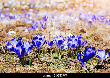Stunning first flowers in dry yellow grass. Gorgeous day and lovely ...