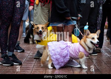 Corgis participate in a corgi parade in celebration of Queen Elizabeth ...
