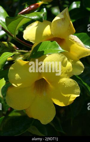 Golden trumpet or common trumpetvine flowers (Allamanda cathartica ...