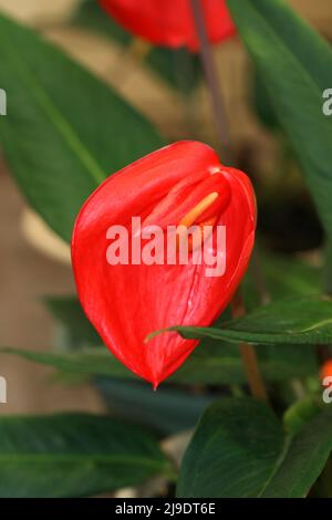 Pigtail plant (Anthurium scherzerianum Stock Photo - Alamy