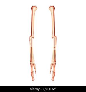 Arms Skeleton Human side lateral view. Set of hands, forearms, humerus ...