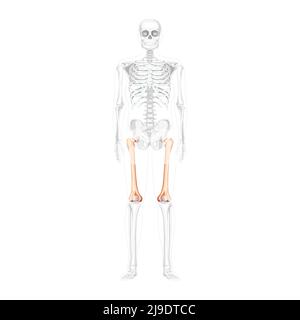 Set of Skeleton femur thigh bone Human front back side view with partly ...