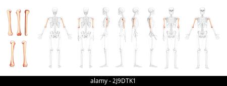 Skeleton Humerus arm Human front back view with two arm poses with ...