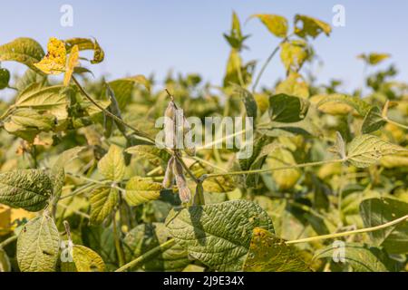 Soybean field with leaves turning colors in autumn. Farming landscape ...