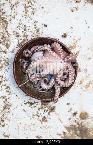 Octopus is raw, ready to cook. Close-up of a fresh raw octopus. seafood ...