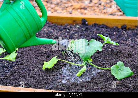 watering can watering squash in a cultivating box Stock Photo - Alamy